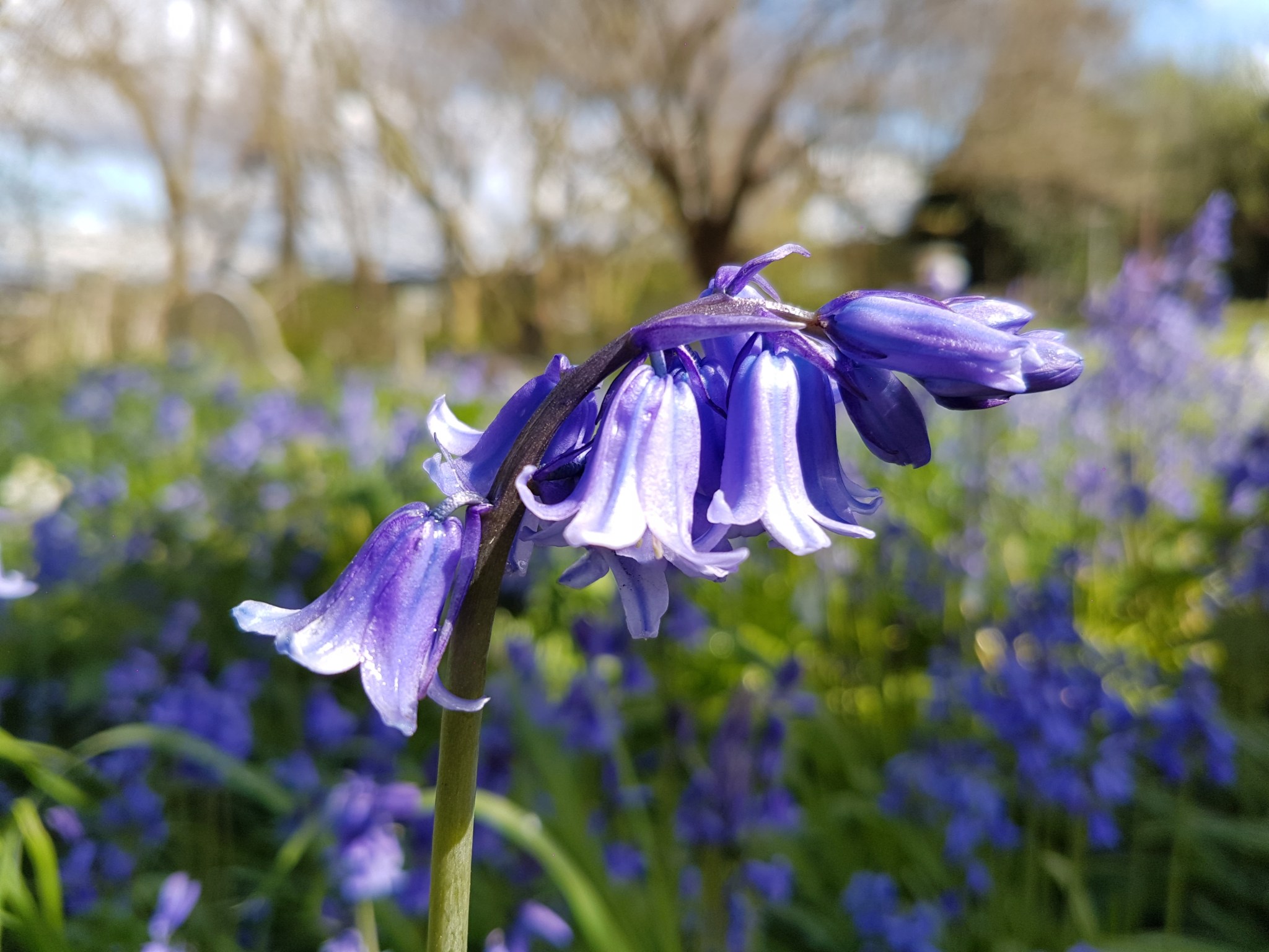 Nature Recovery for Birmingham – Naturally Birmingham CIC